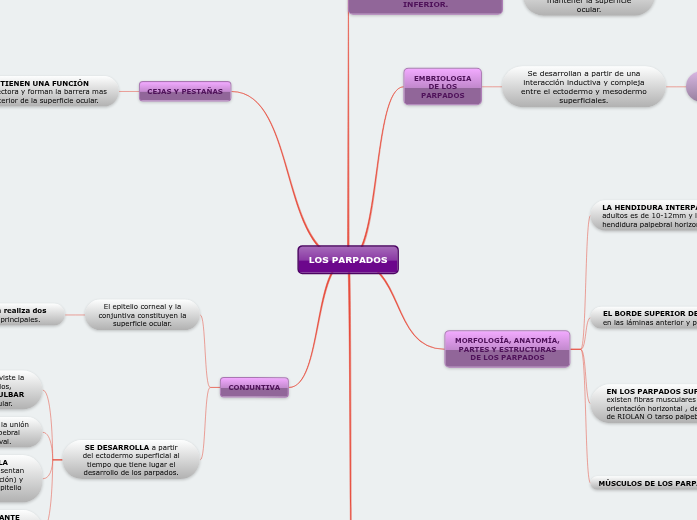 LOS PARPADOS - Mind Map