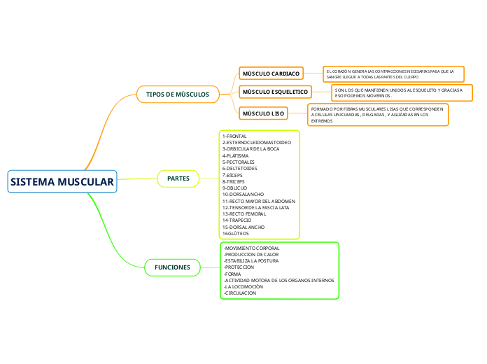 SISTEMA MUSCULAR - Mind Map