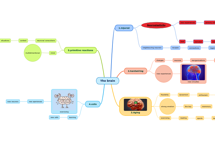 The brain - Mind Map