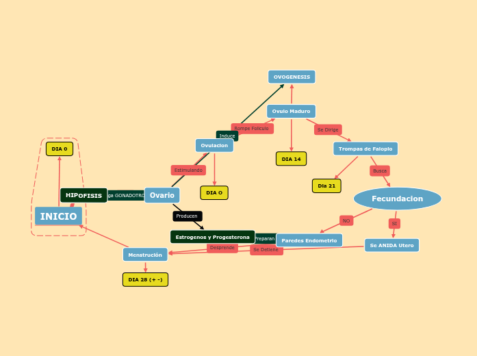 Ciclo Menstrual - Concept Map
