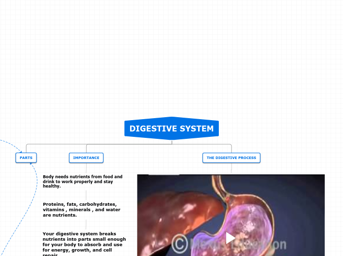 DIGESTIVE SYSTEM - Mind Map
