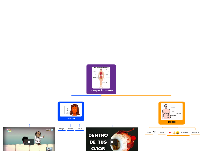 Cuerpo humano - Mind Map