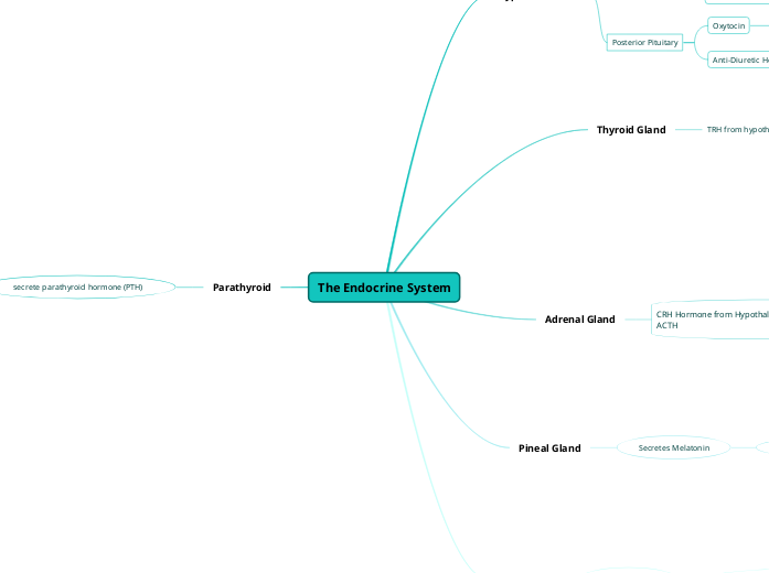 The Endocrine System - Mind Map
