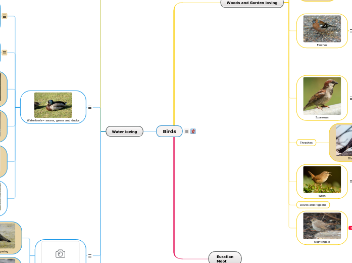 Birds - Mapa Mental - Amostra
