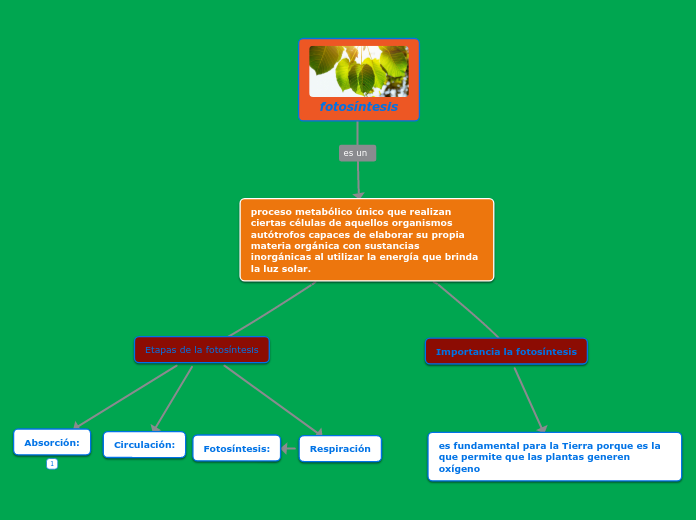 fotosíntesis - Mind Map