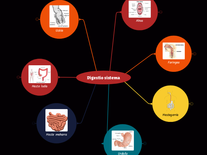 Digestio sistema - Mind Map