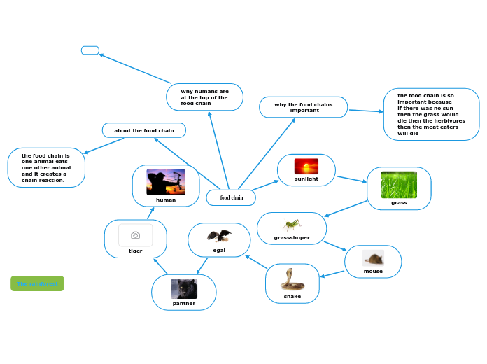 food chain - Mind Map