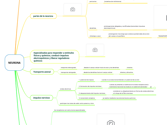 NEURONA - Mind Map