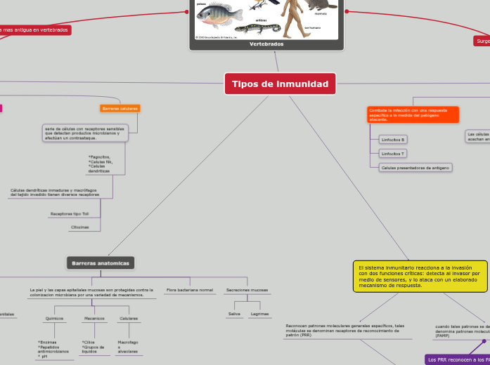 Tipos de inmunidad - Mind Map