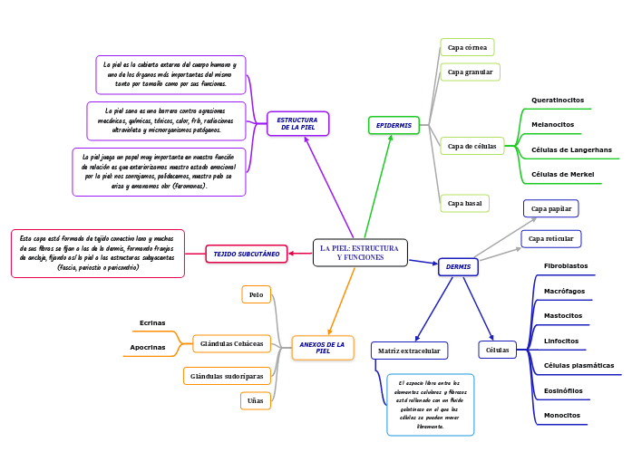 LA PIEL: ESTRUCTURA Y FUNCIONES - Mind Map