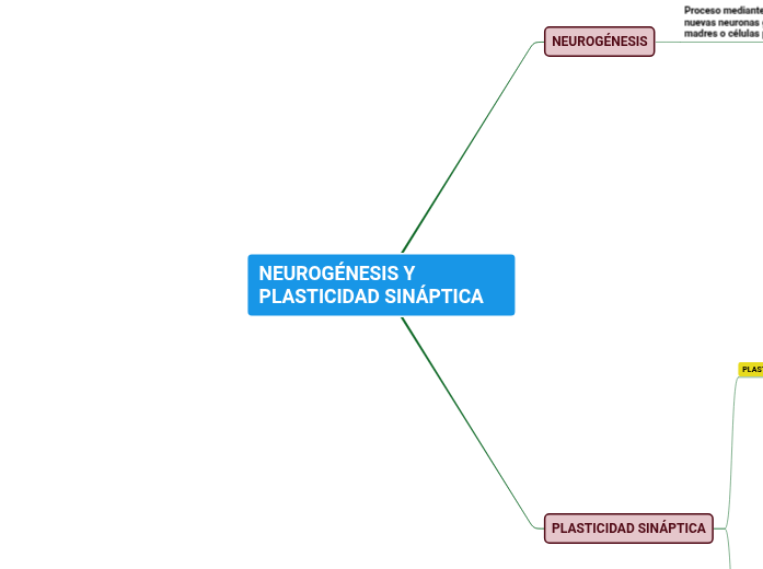 NEUROGÉNESIS Y PLASTICIDAD SINÁPTICA - Mind Map