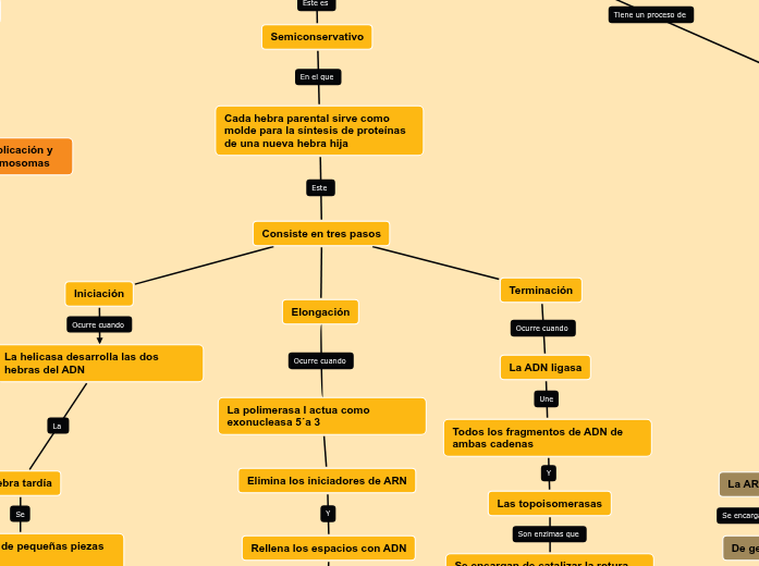 NUCLEO CELULAR - Mind Map