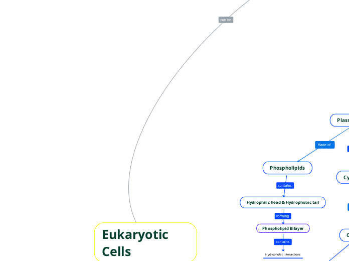 Eukaryotic Cells - Mind Map