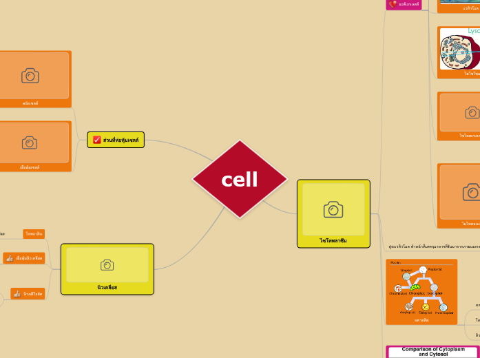 cell - Mind Map