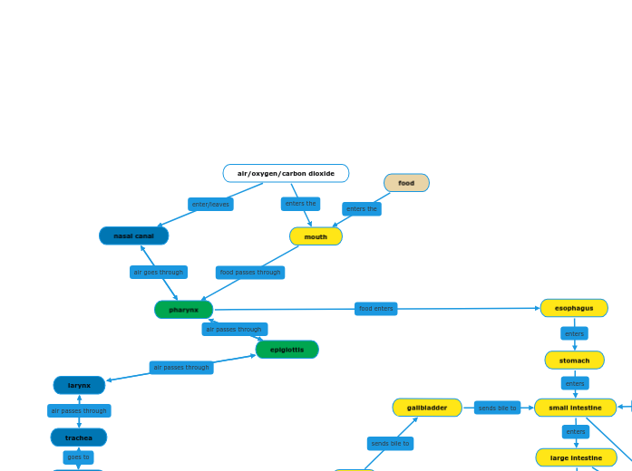 Organ Systems Flow Chart - Unit 2 Check In - Mind Map
