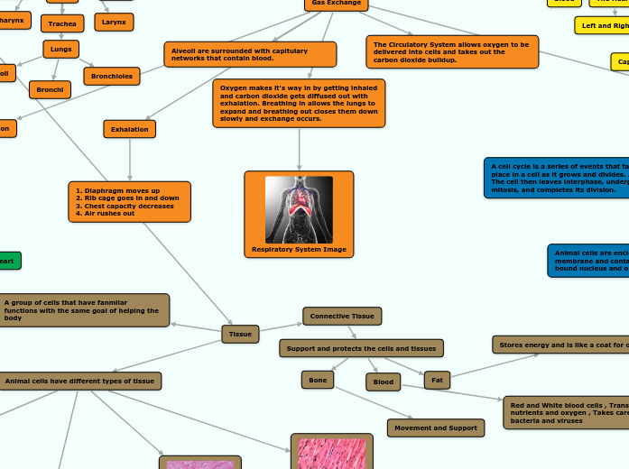 Hierarchy of Living Things - Mind Map
