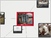 Producción De La Lana - Mind Map