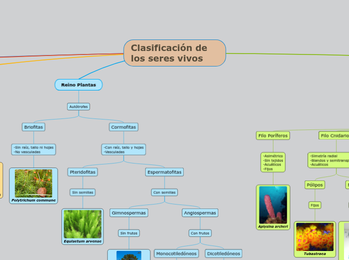 Clasificación de los seres vivos - Mind Map