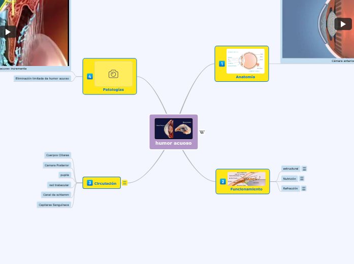 humor acuoso - Mind Map