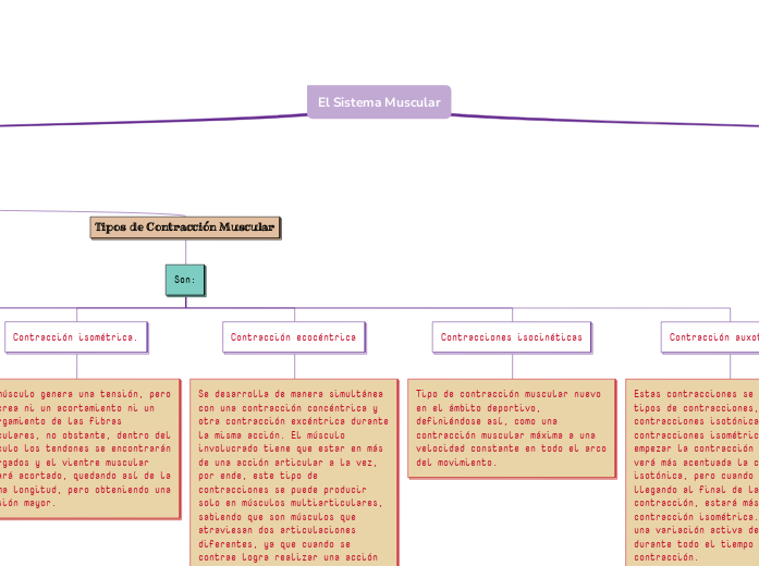 El Sistema Muscular - Mind Map