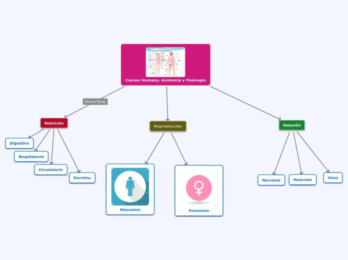 Cuerpo Humano, Anatomía y Fisiología - Mind Map