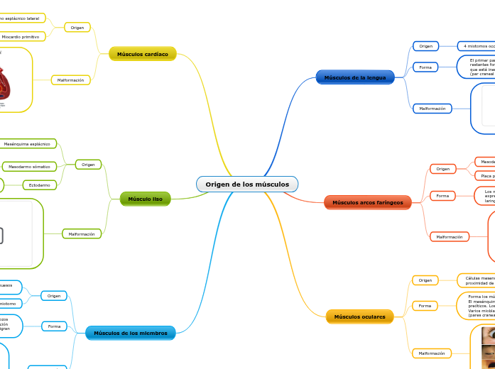 Origen de los músculos - Mind Map