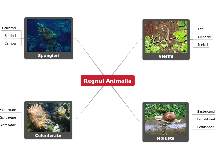 Regnul Animalia - Mind Map