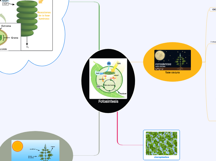 Fotosintesis - Mind Map
