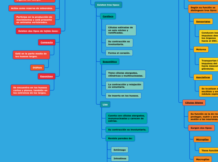 NIVEL TISULAR DE ORGANIZACIÓN - Mind Map