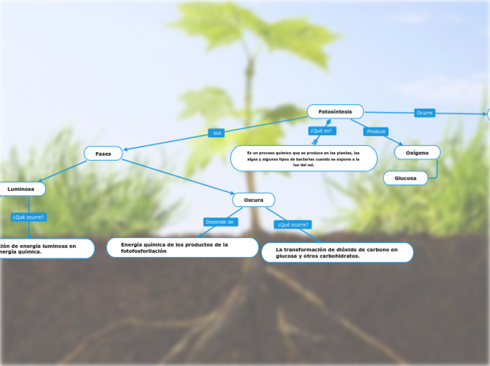 Fotosíntesis - Mind Map