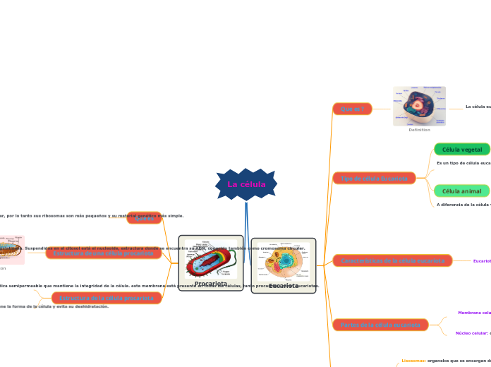 Mapa Conceptual De Las Diferencias De La Celula Y Vegetales - Infoupdate.org
