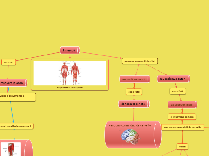 I muscoli - Mind Map