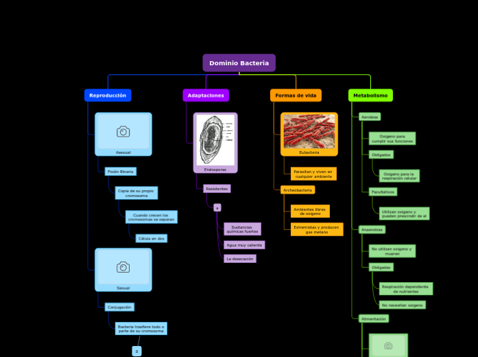 Dominio Bacteria - Mind Map