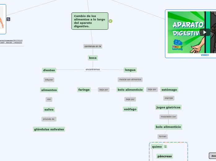 Digestión - Mind Map