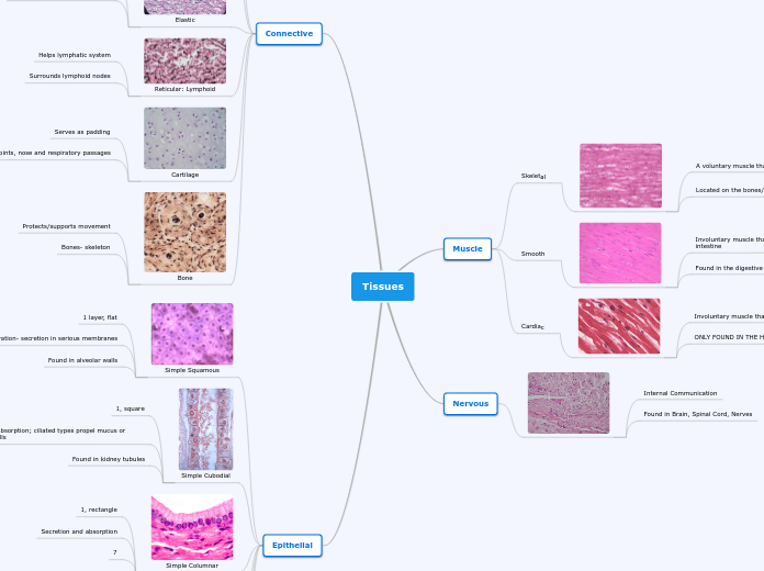 Tissues - Mind Map