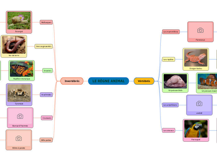 LE RÈGNE ANIMAL - Mind Map