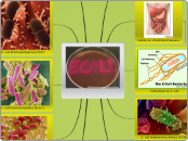 Escherichia Coli - Mind Map