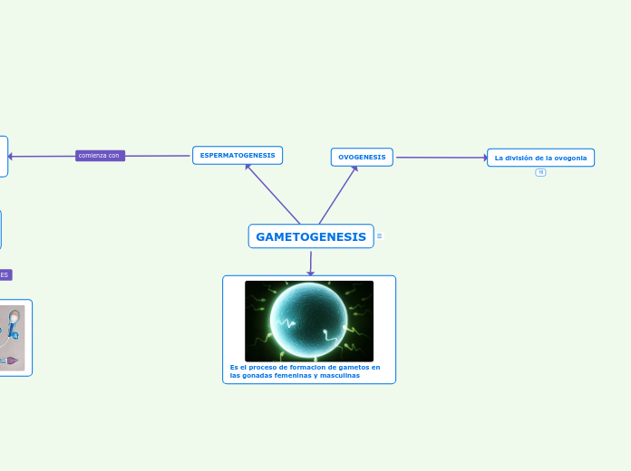 GAMETOGENESIS - Mind Map