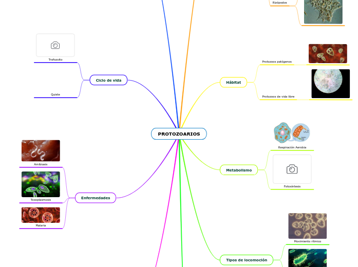 MAPA DE PROTOZOARIOS - Mind Map
