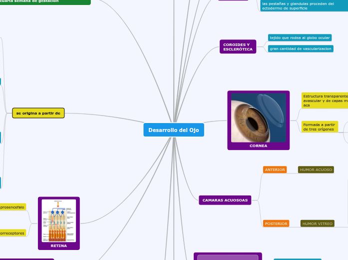 Desarrollo del Ojo - Mind Map