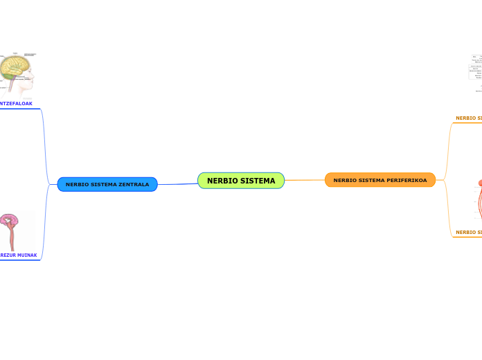 NERBIO SISTEMA - Mind Map