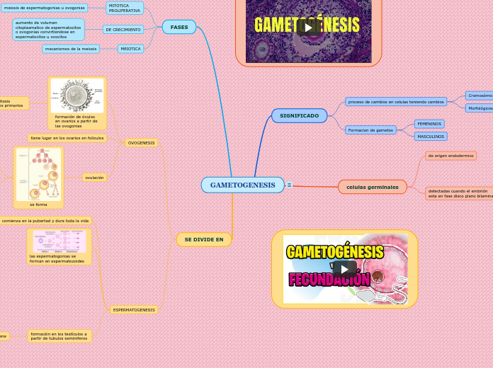 GAMETOGENESIS - Mind Map