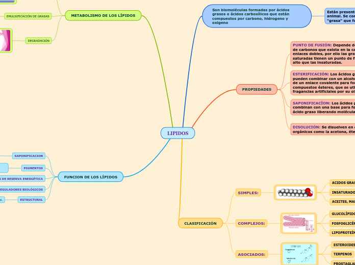 LIPIDOS - Mind Map