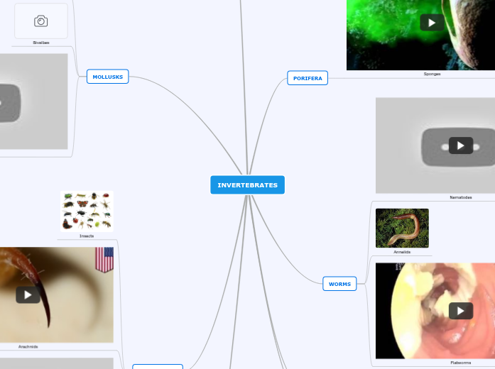INVERTEBRATES - Mind Map
