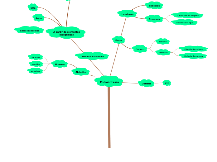 Fotosíntesis - Mind Map