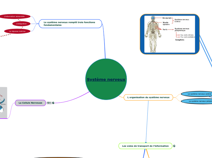 Système nerveux - Mind Map