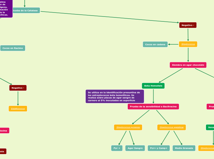 Cocos Gram + - Mind Map