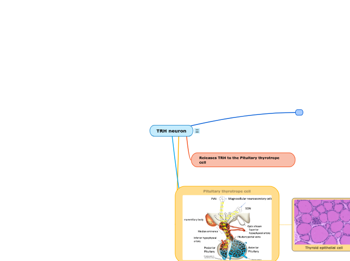 TRH neuron - Mind Map