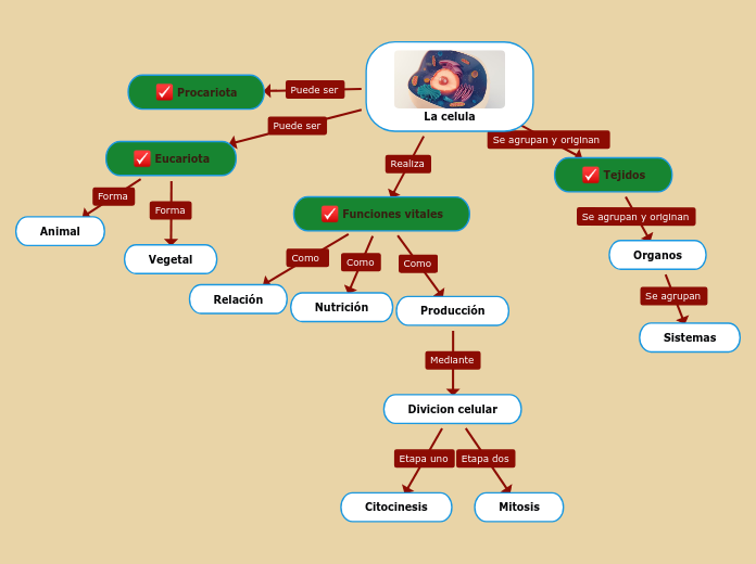 La celula - Mind Map