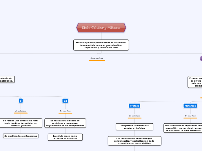 Ciclo Celular y Mitosis - Mind Map